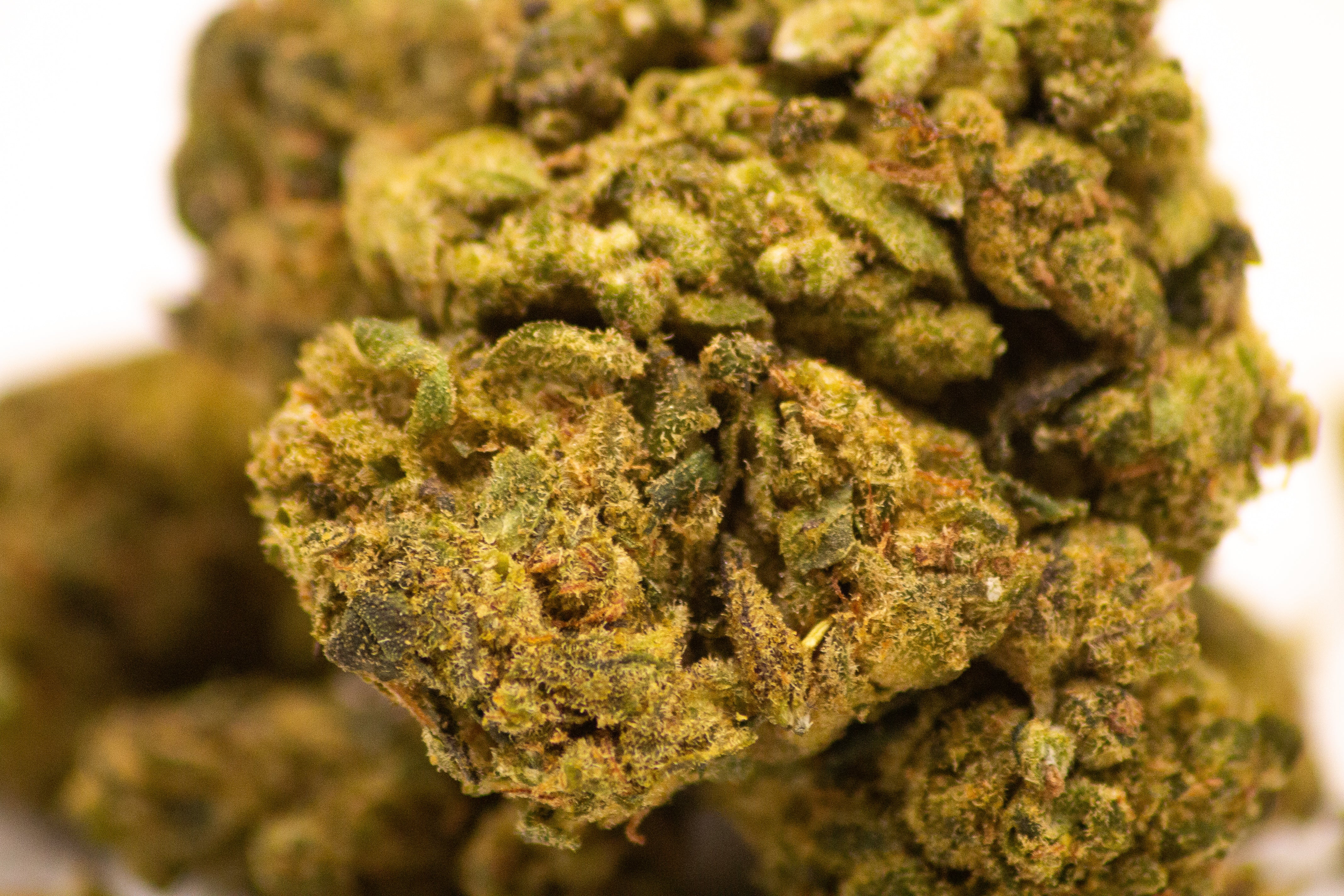 ROYAL CHEESE THV+ – Maison Maryjane
